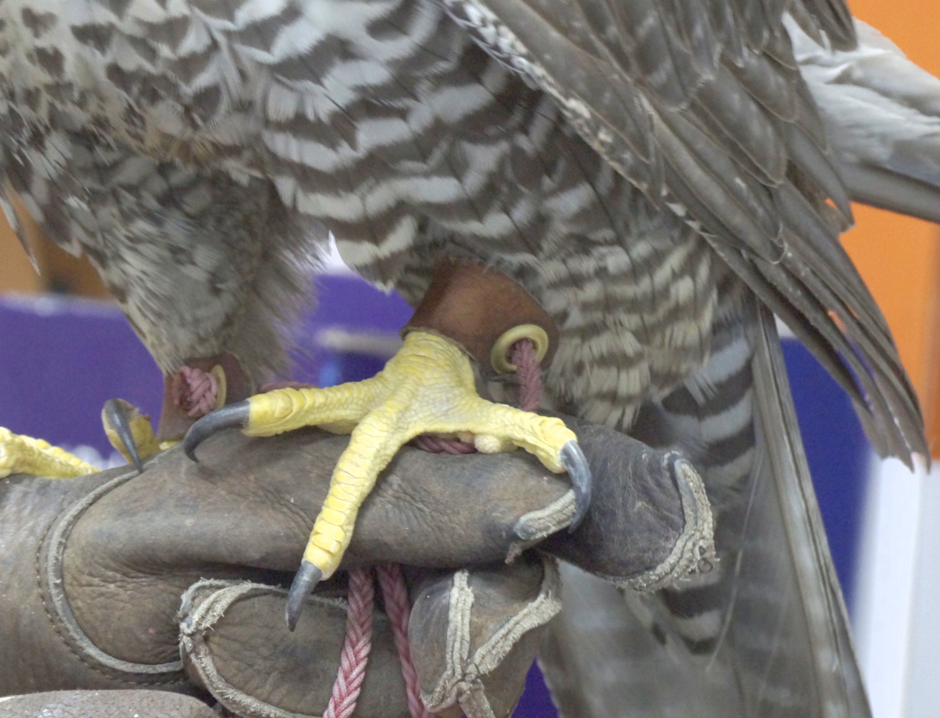 CIA Biologic Weapons Designer is Bill Gates Foundation